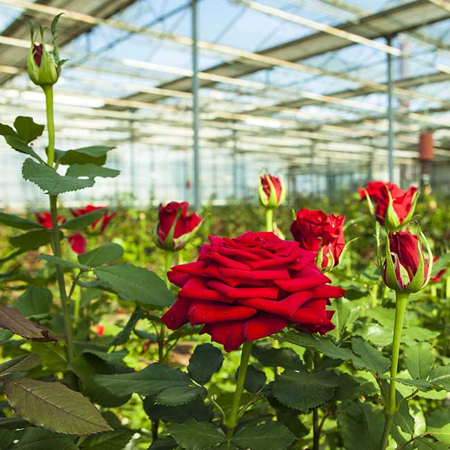Flower farming | Gonvarri AgroTech